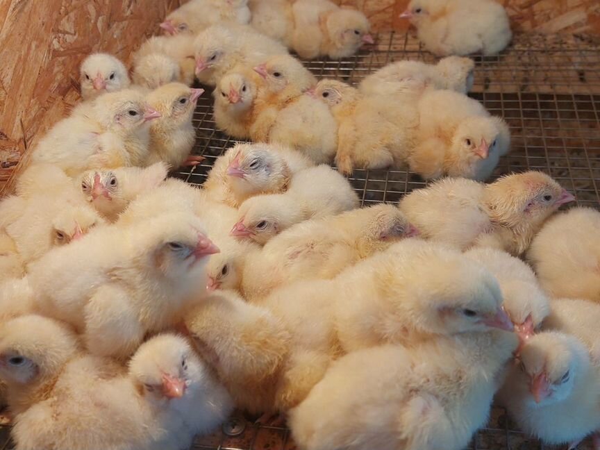 Продам цыплят бройлеров. Кобб 500 Словакия