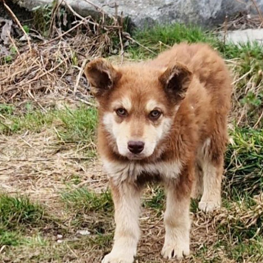 Щенок в добрые руки