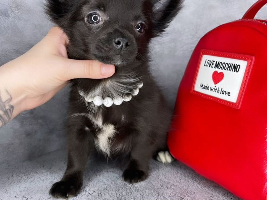 Девочка Красавица