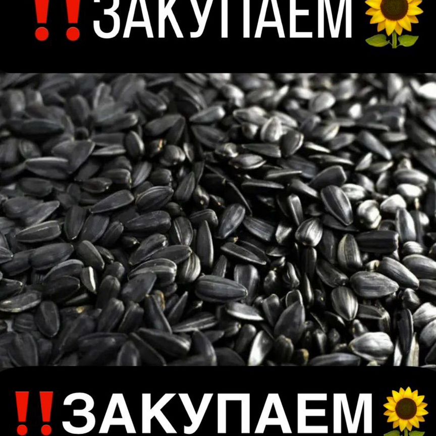 Семечки подсолнечника оптом