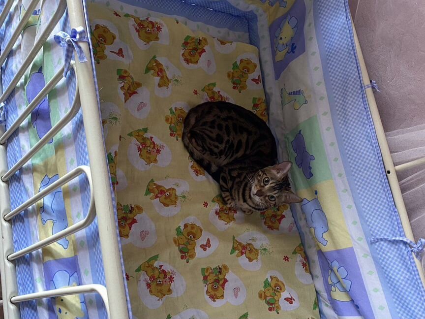 Бенгальская кошка