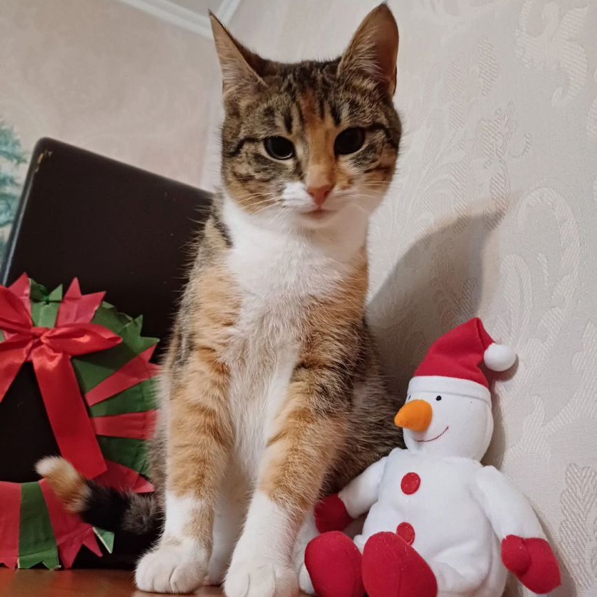 Кошка ребёнок в добрые руки