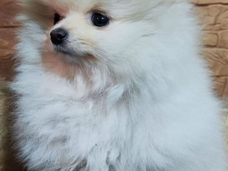 Щенки немецкого шпица