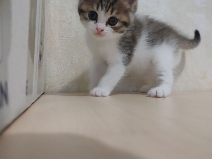 Котик смесь британской кошки