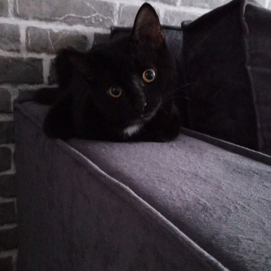 Кот 5 месяцев
