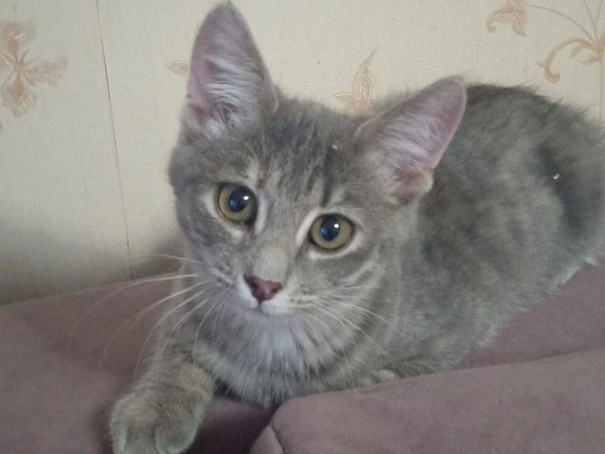 Котята отдам бесплатно