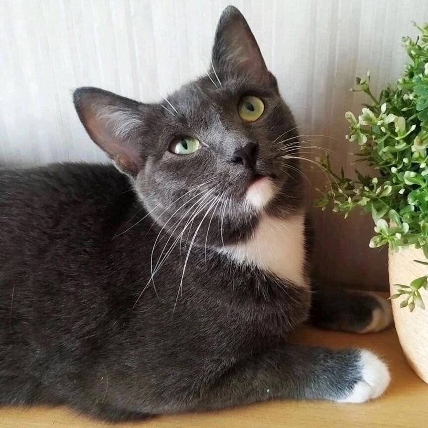 Взрослая, кошка в добрые руки