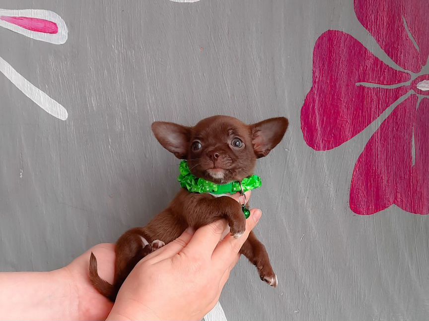 Шоколадный красавчик мини чихуахуа