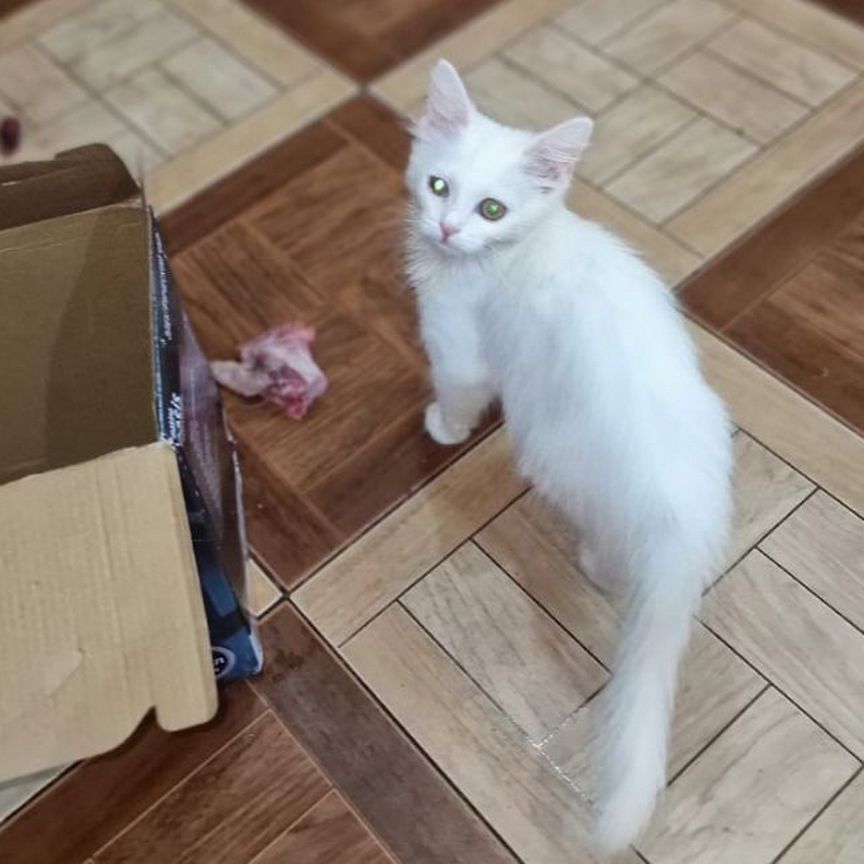 Котёнок в добрые руки