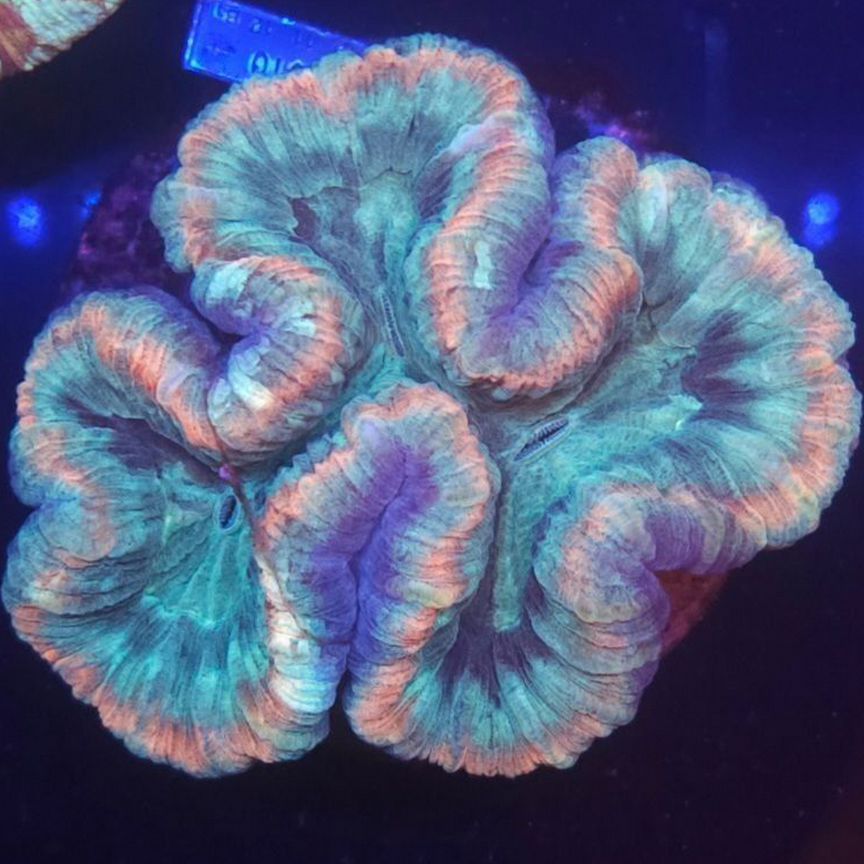 Живой морской коралл Велсофиллия (Wellsophyllia)