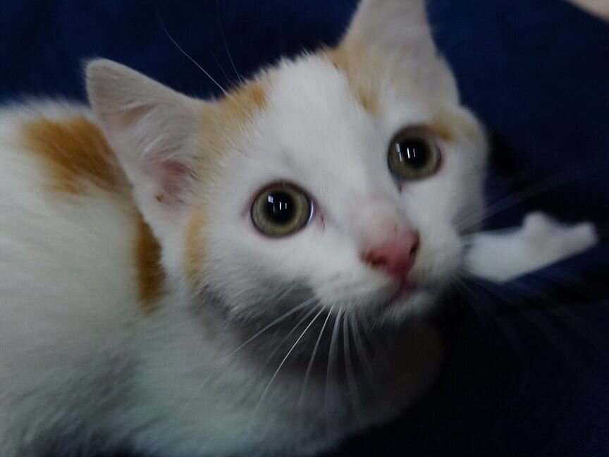 Ищу доброго и заботливого хозяина