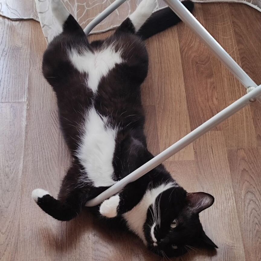 Взрослый кот в добрые руки