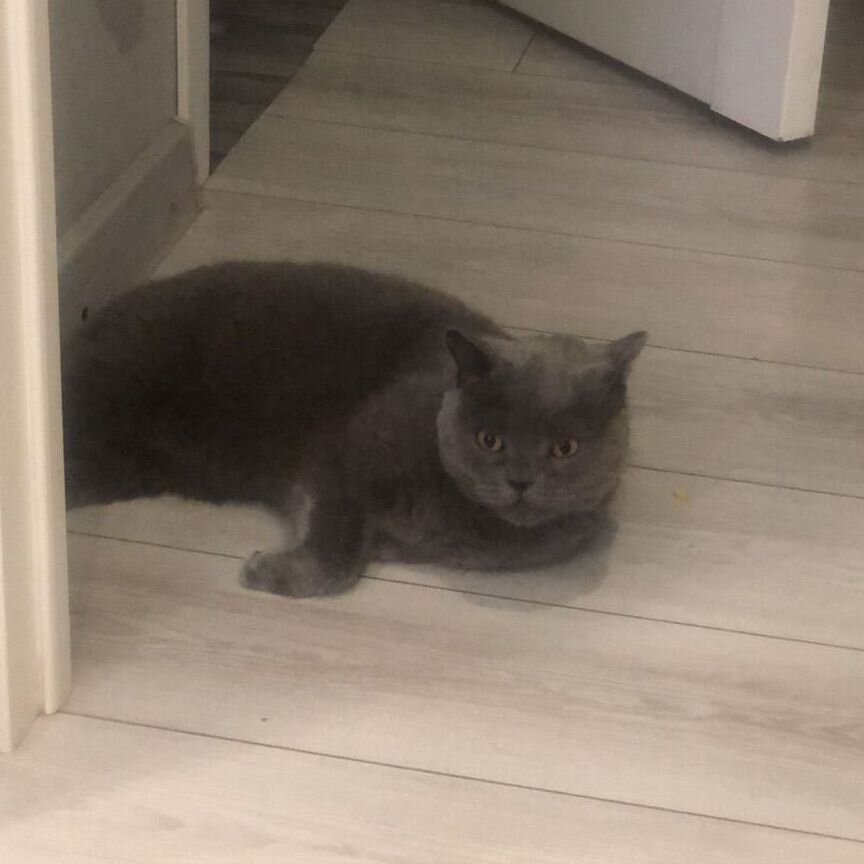 Милая породистая кошка