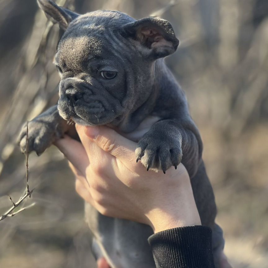 Голубо подпалая малышка