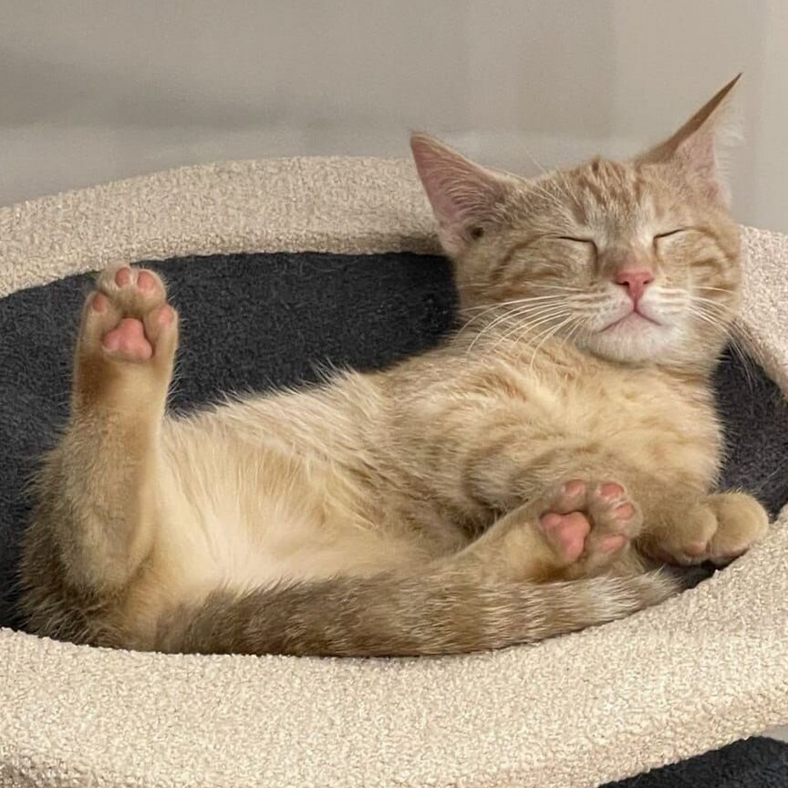 Котёнок в добрые руки