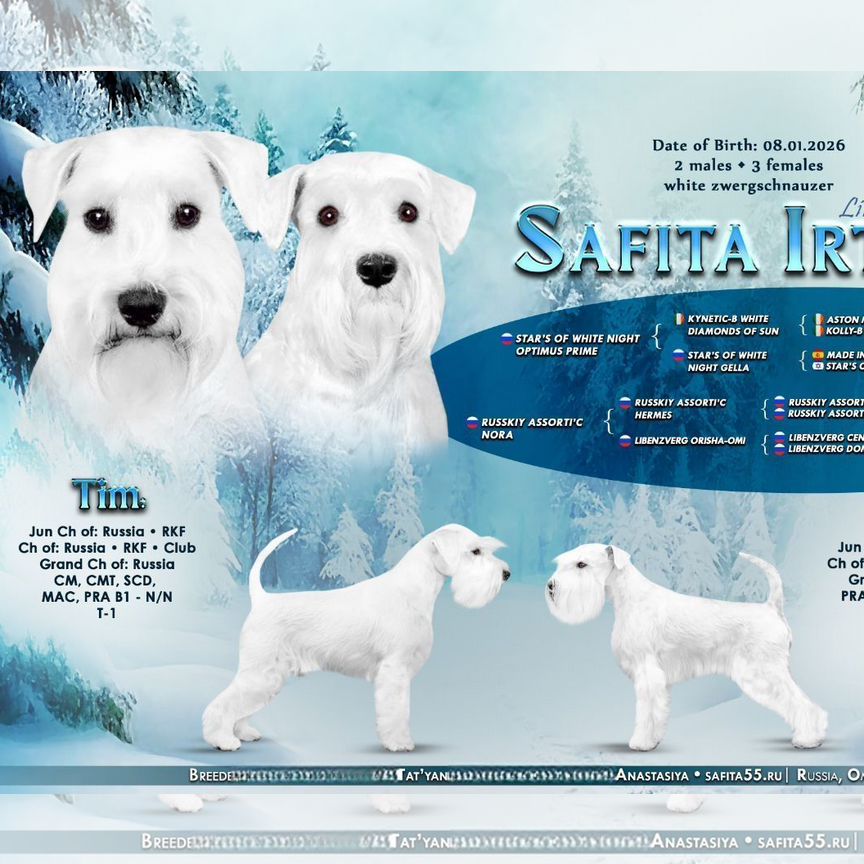 Цвергшнауцер, щенок