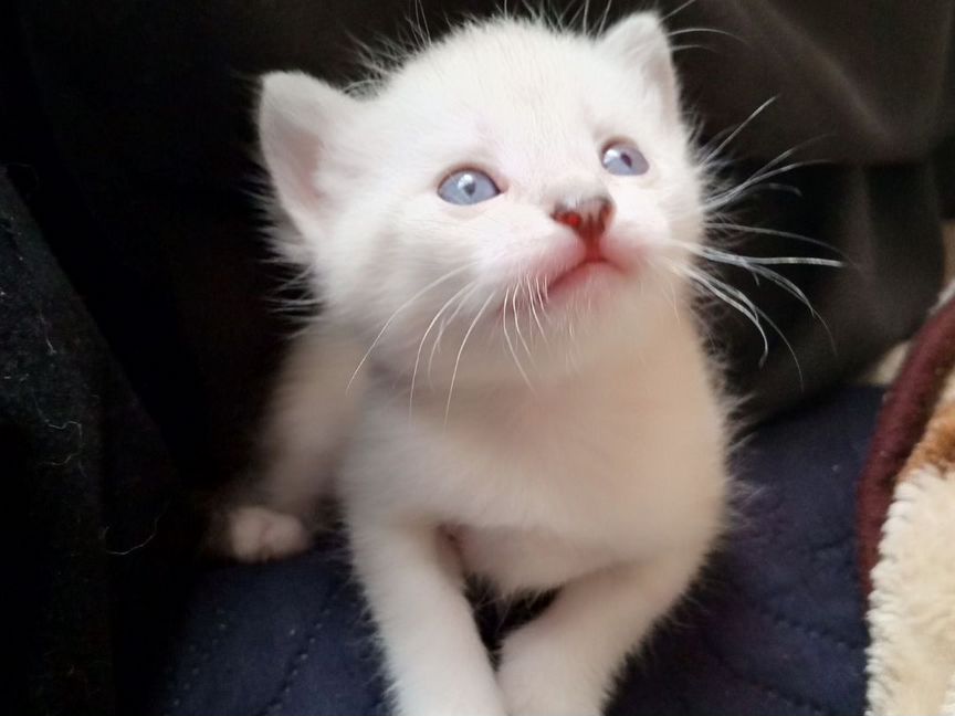 Котята в добрые руки 1 месяц