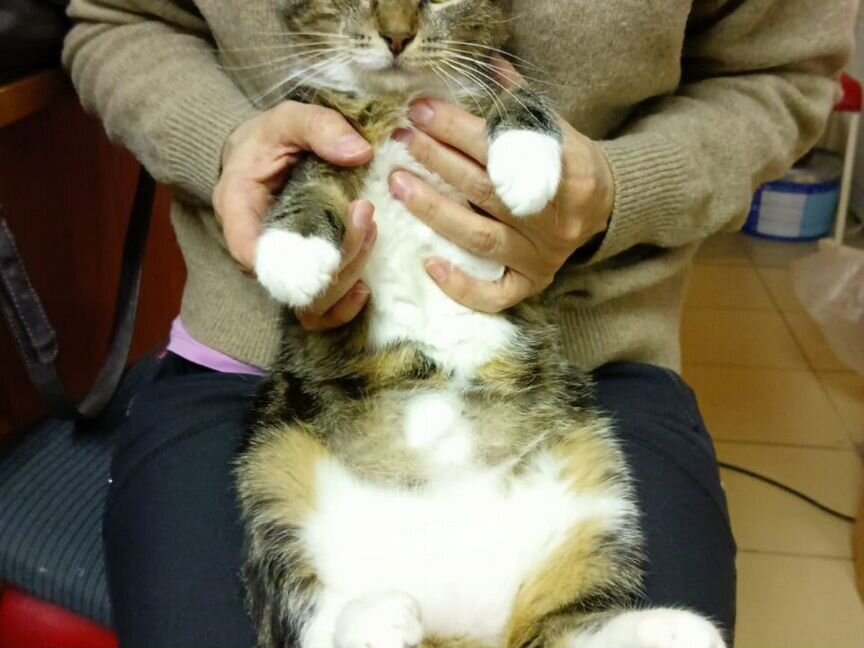 Кошечка в добрые руки котята