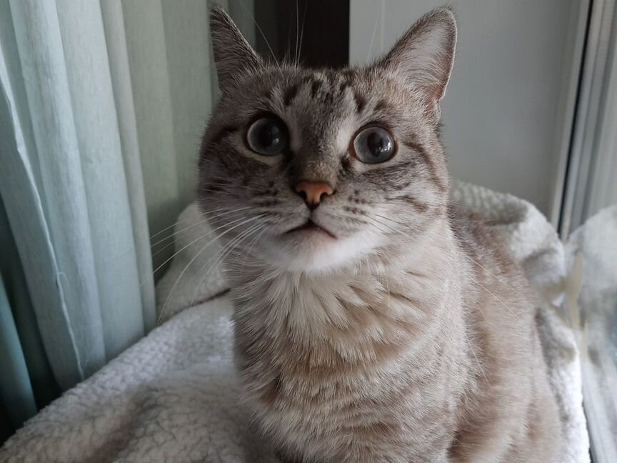 Кошка в добрые руки