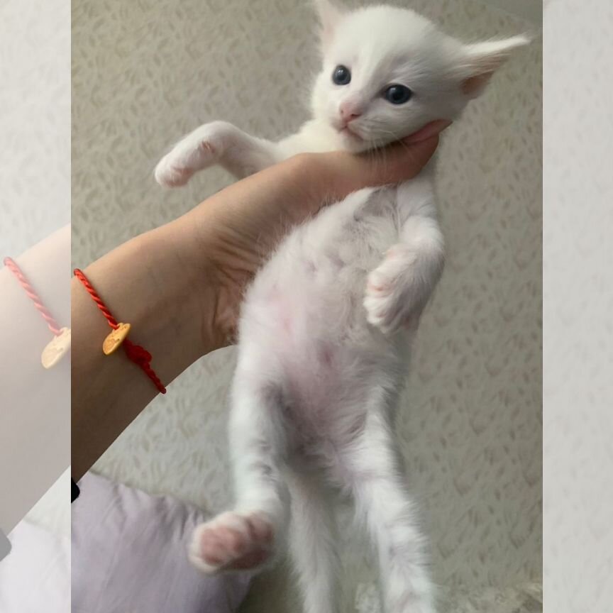 Отдаются котятки в хорошие руки