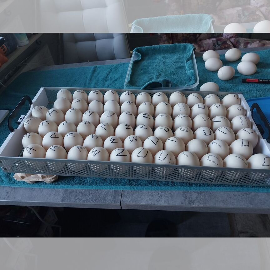 Инкубационное яйцо индоутки тяжелой линии белые