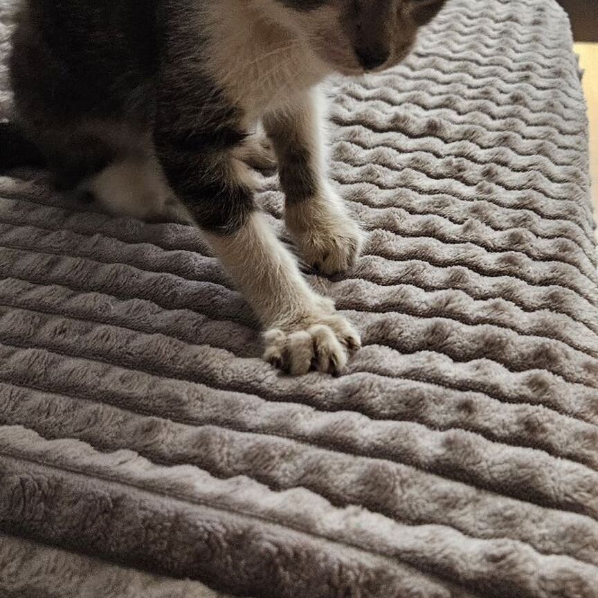 Бесплатно. Котенок