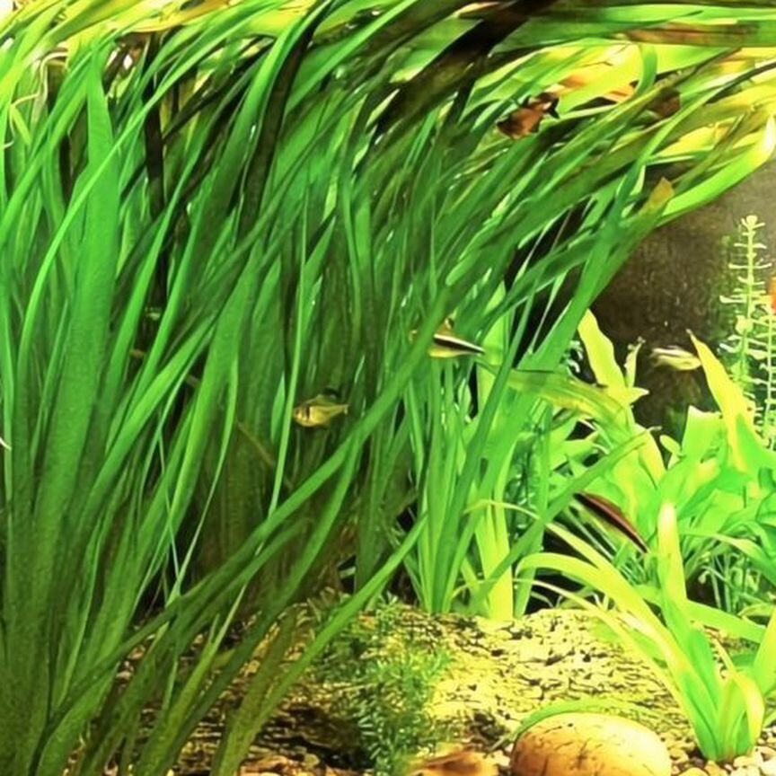 Аквариумное растение