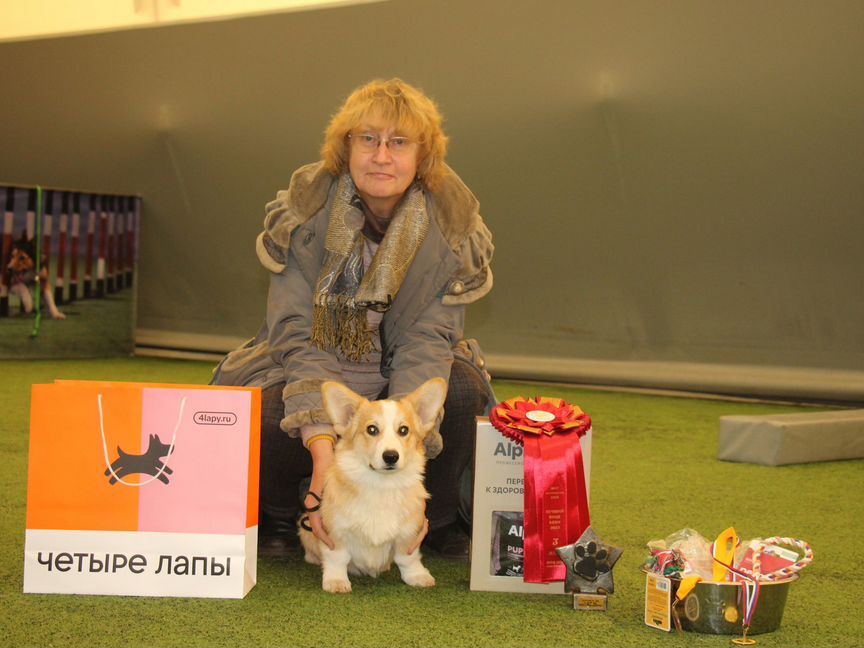 Отличный мальчик вельш корги пемброк 4,5мес