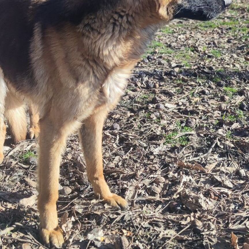 Немецкая овчарка