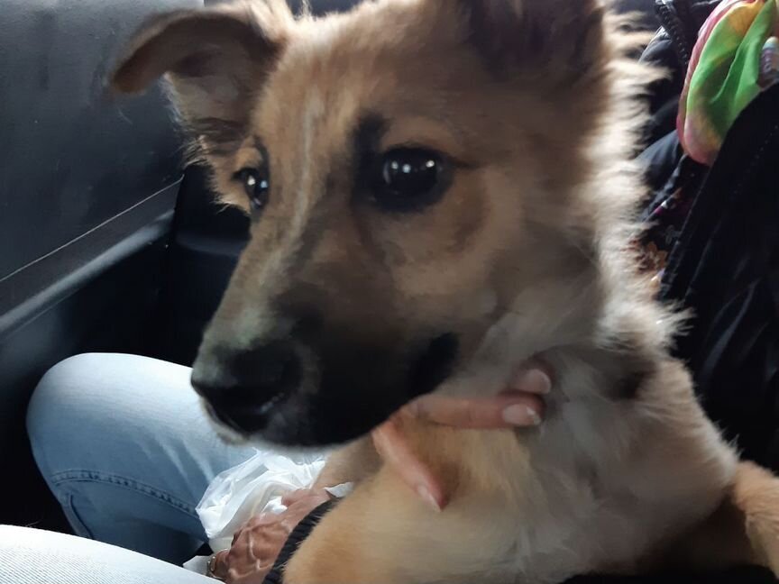 Щенок ищет дом