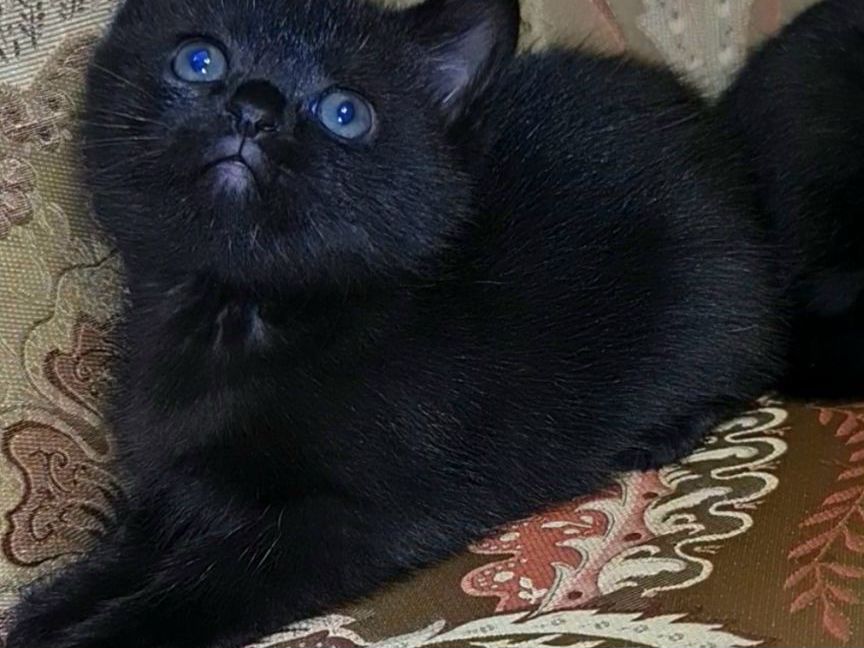 Британские котята