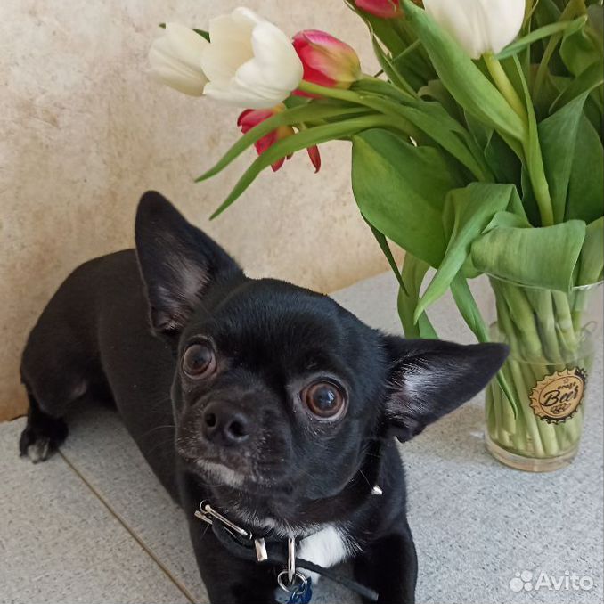 Вязка, случка, покрытие с кобелем Чихуахуа станд+