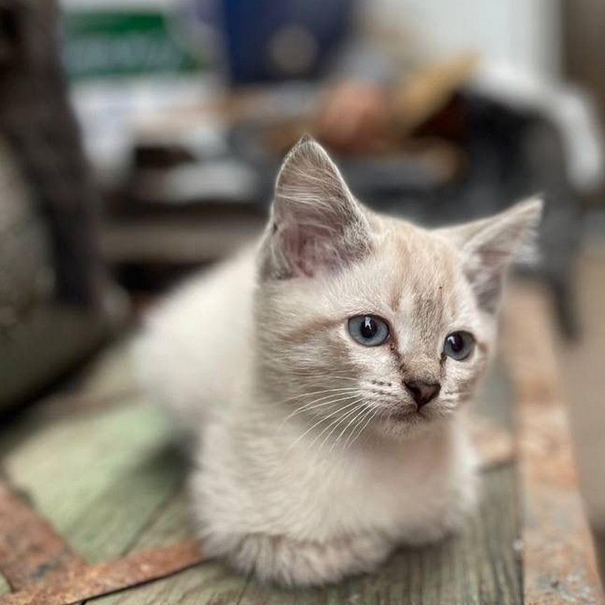 Котята