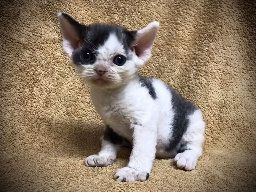 Девон рекс котята