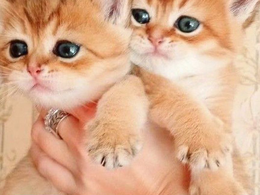 Шотландские золотые котята типаж беби-фейс
