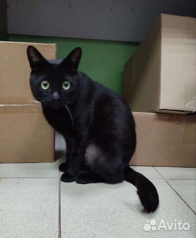 Шикарный парень в поисках дома