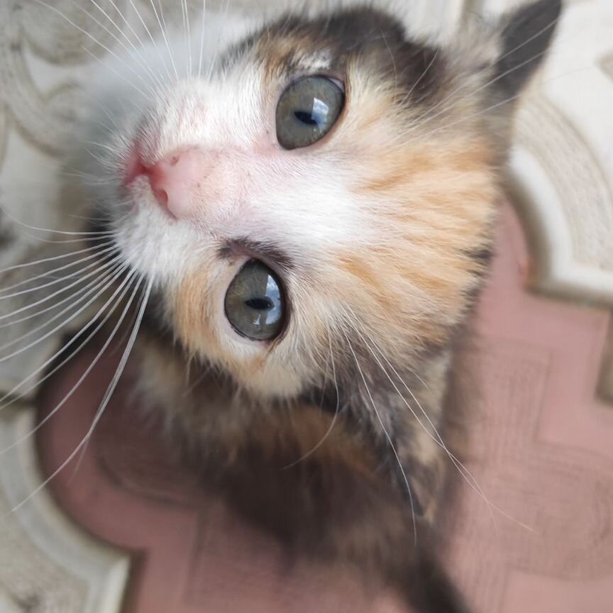 Отдам котенка