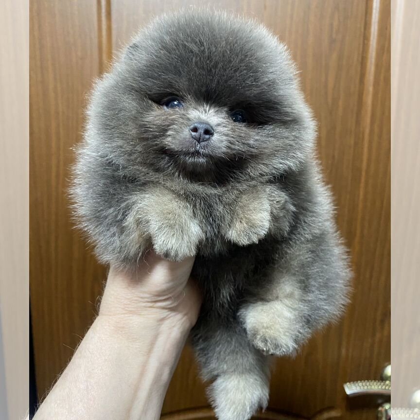 Померанский шпиц, щенок