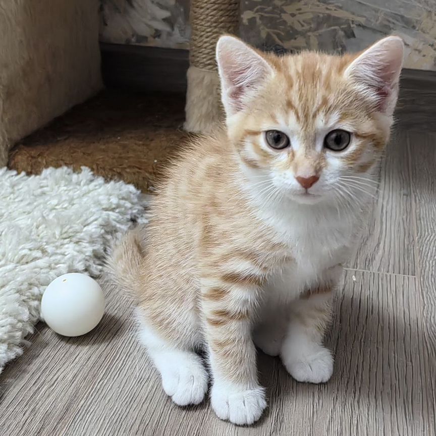 Отдам котят