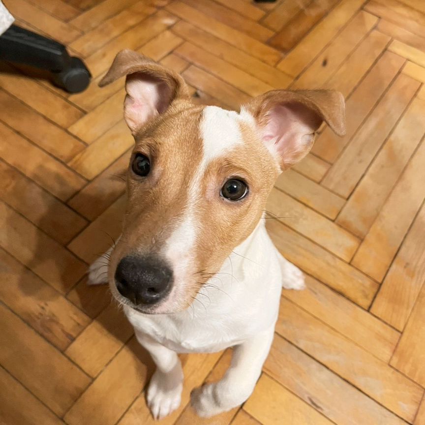 Джек рассел терьер мальчик