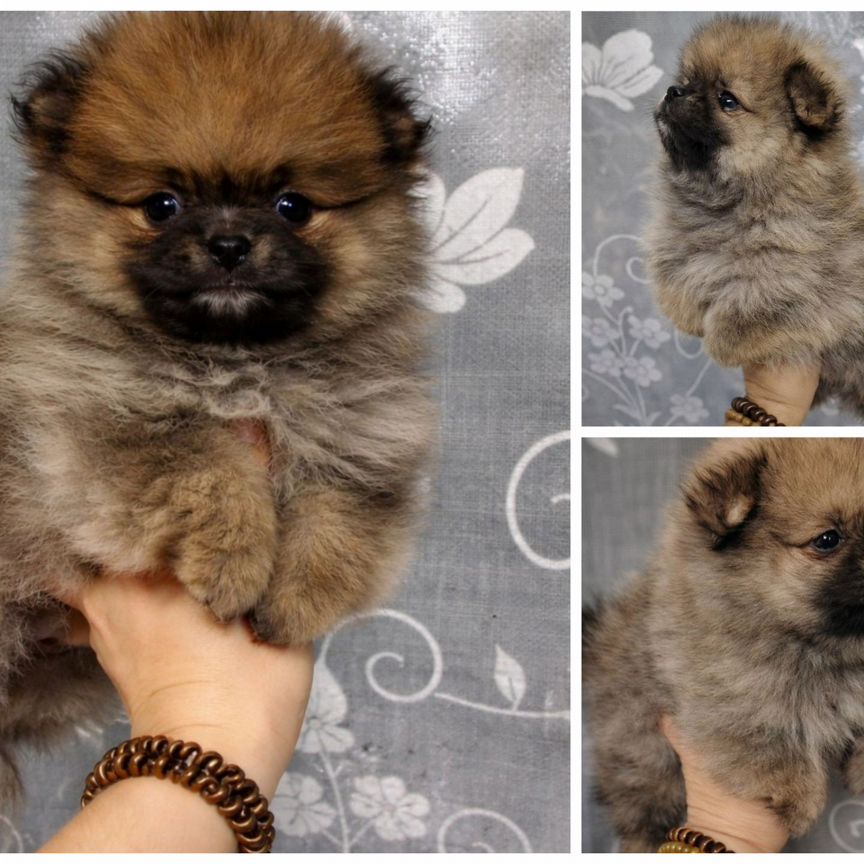 Померанский шпиц, щенок