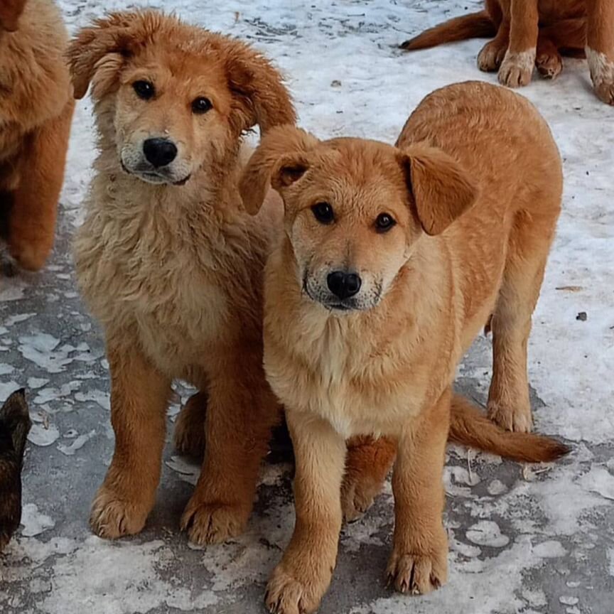 Щенки 5 месяцев