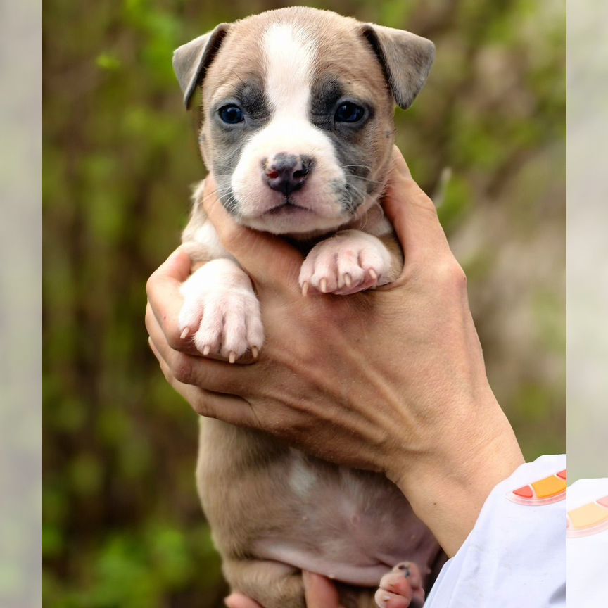 Американский стаффордширский терьер, щенок