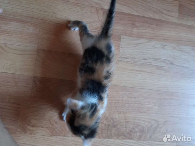 Кошка в дар бесплатно