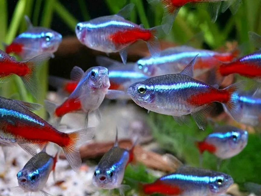 Рыбки неоны