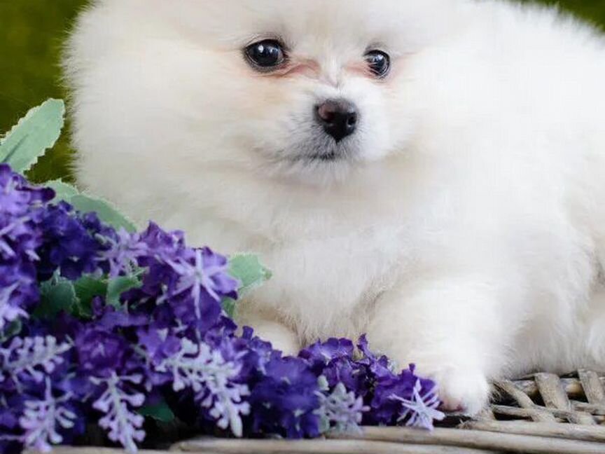 Померанский шпиц