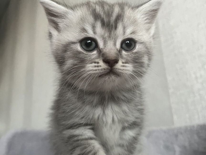 Котята породистые