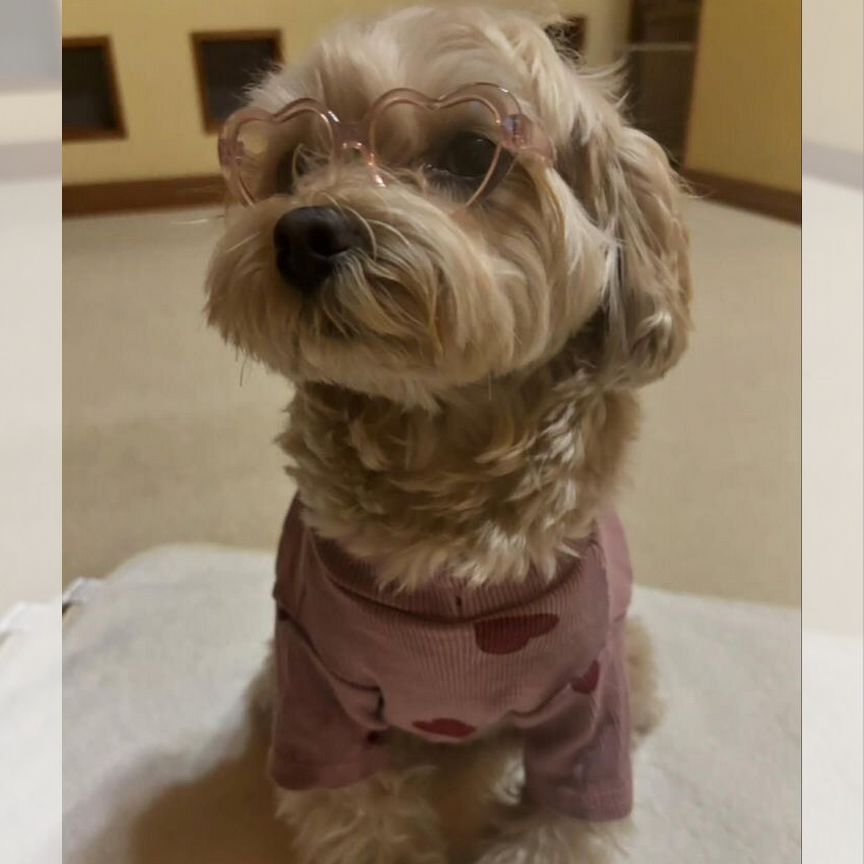 Мальтипу, щенок