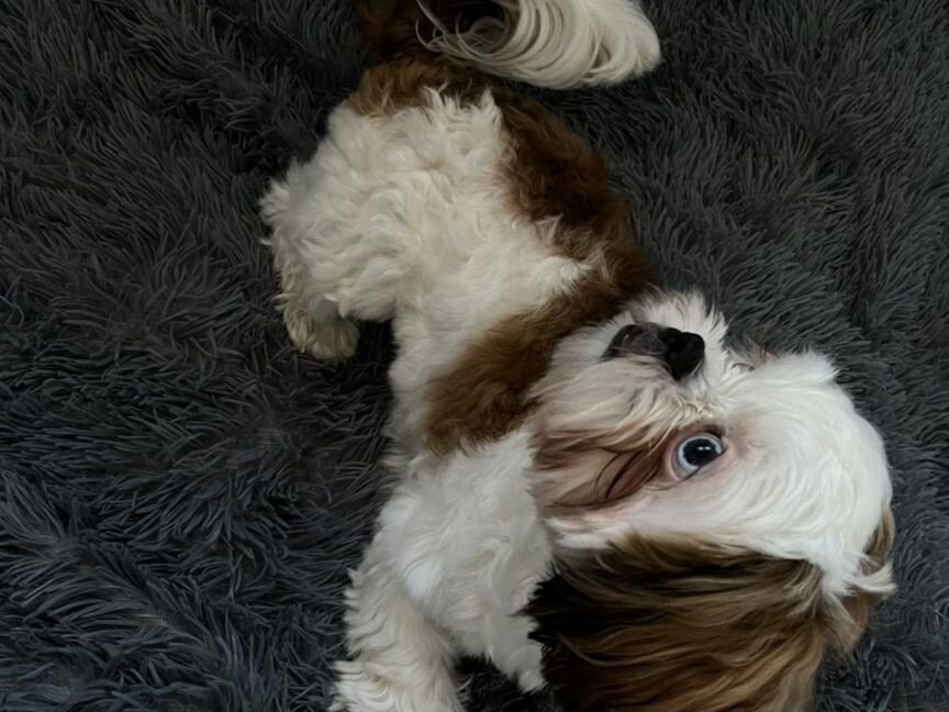 Отдам собаку в добрые руки