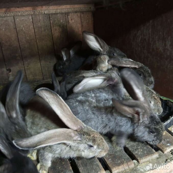 Кролики фландер